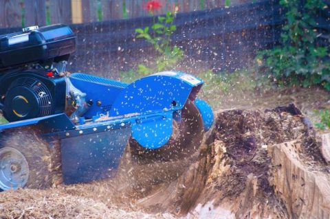 Our Dependable Stump Removal Service Will Ensure your Property Is Safe ...